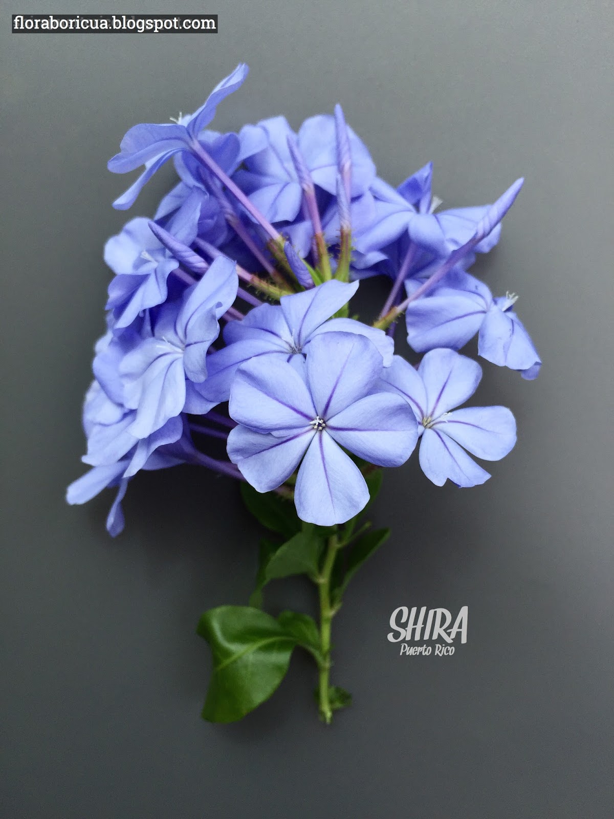 SHIRA: ¿Es semi-carnívora la flor Isabel Segunda?