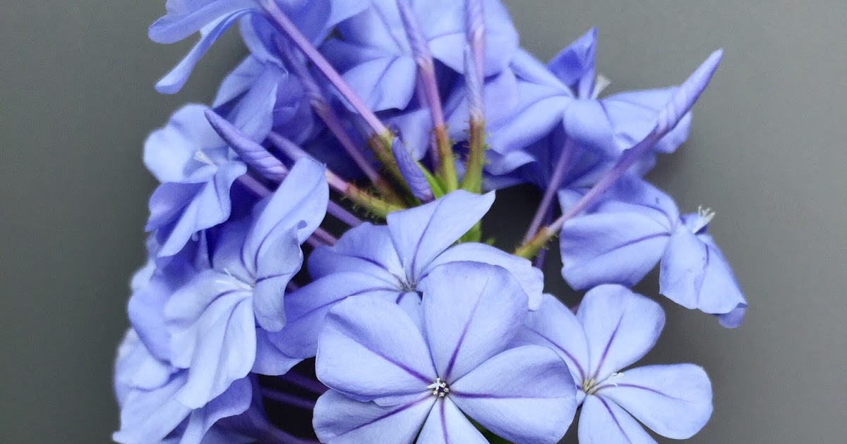 SHIRA: ¿Es semi-carnívora la flor Isabel Segunda?