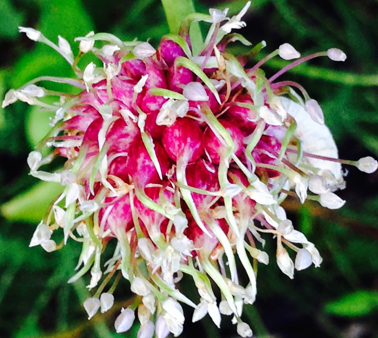 Sustainable Possibilities: Harvesting garlic