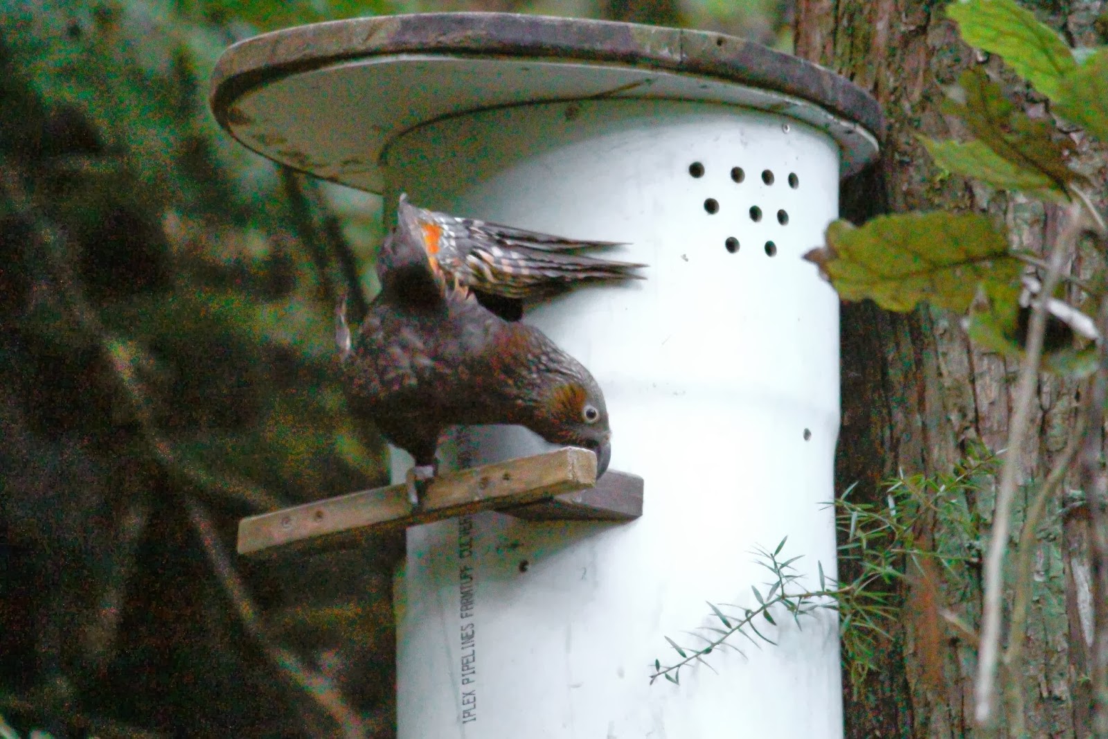 Julia's Birds, Bugs, Bikes and Boats Blog: A Young Kaka Leaves the Nest.