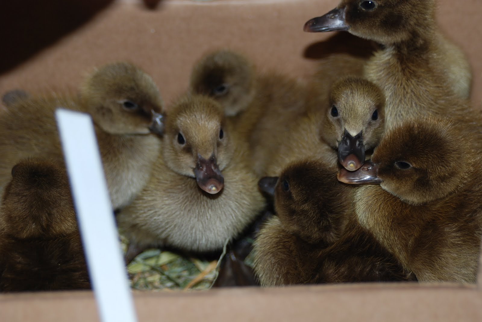 along the trail: M R Ducks!