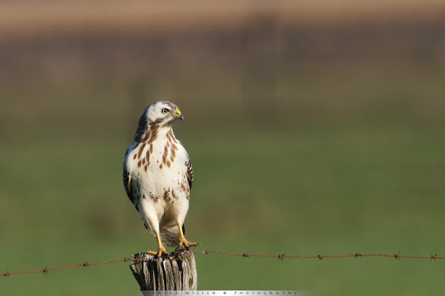 Servee Wijsen Photography: Kraanvogels...Cranes...