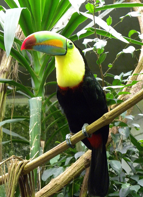 THE ANIMAL for JUST: Toucans are primarily frugivorous