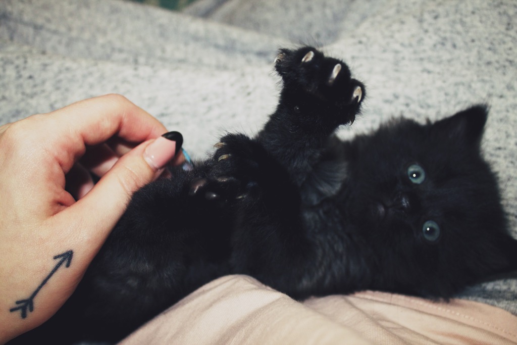 Thackery Binx, what took thee so long? - Hello Rogue