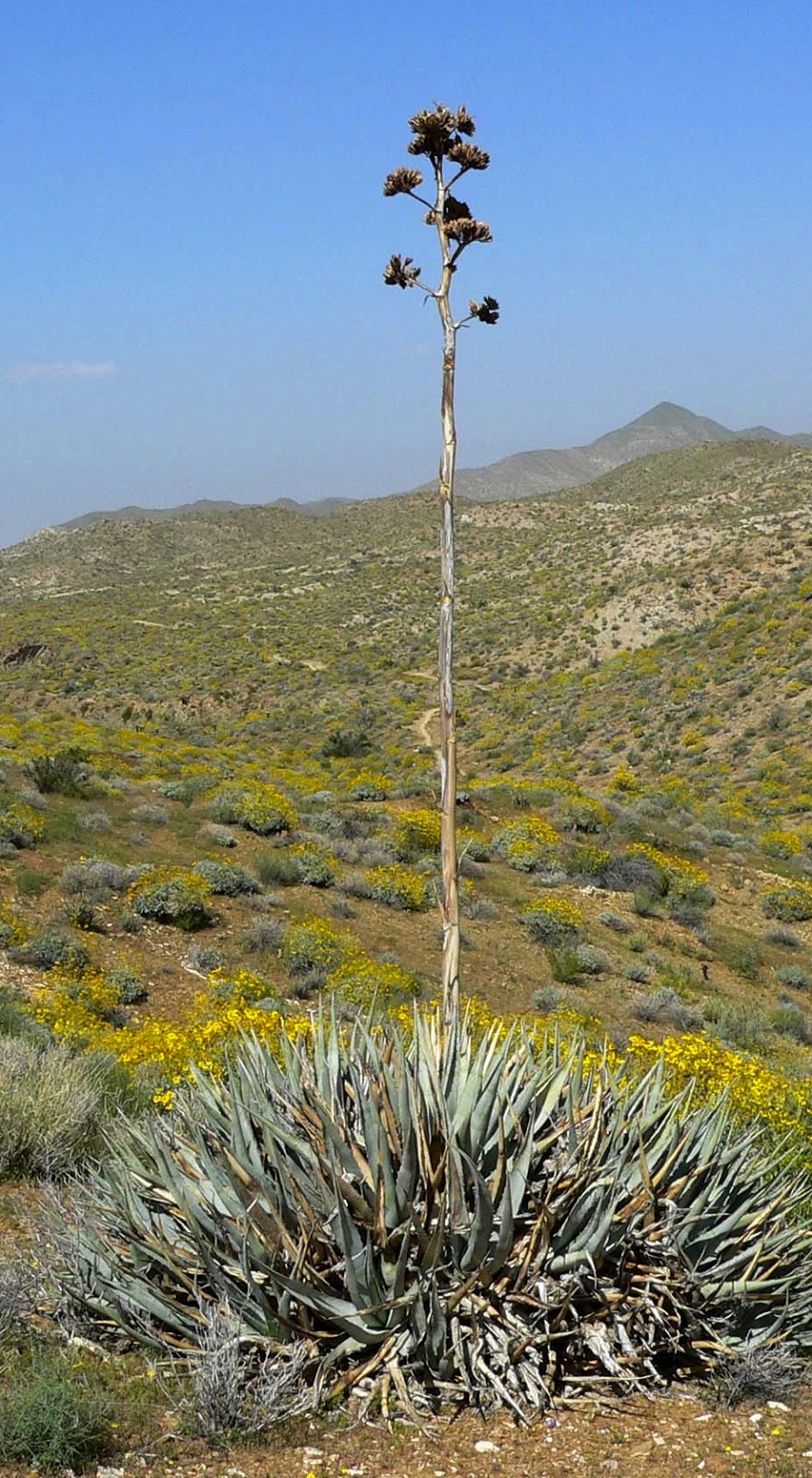 In the Company of Plants and Rocks: Taxonomy of Agaves and Vino-mezcal