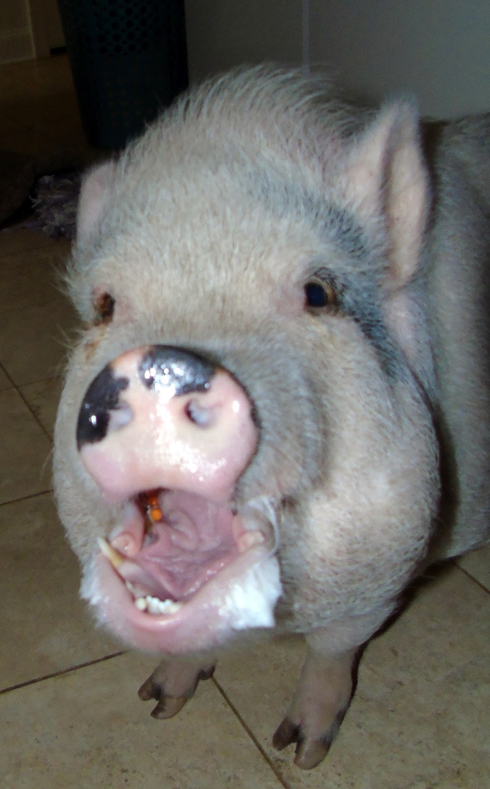 A Day in the Life of a Zookeeper: Pigs Are Hard