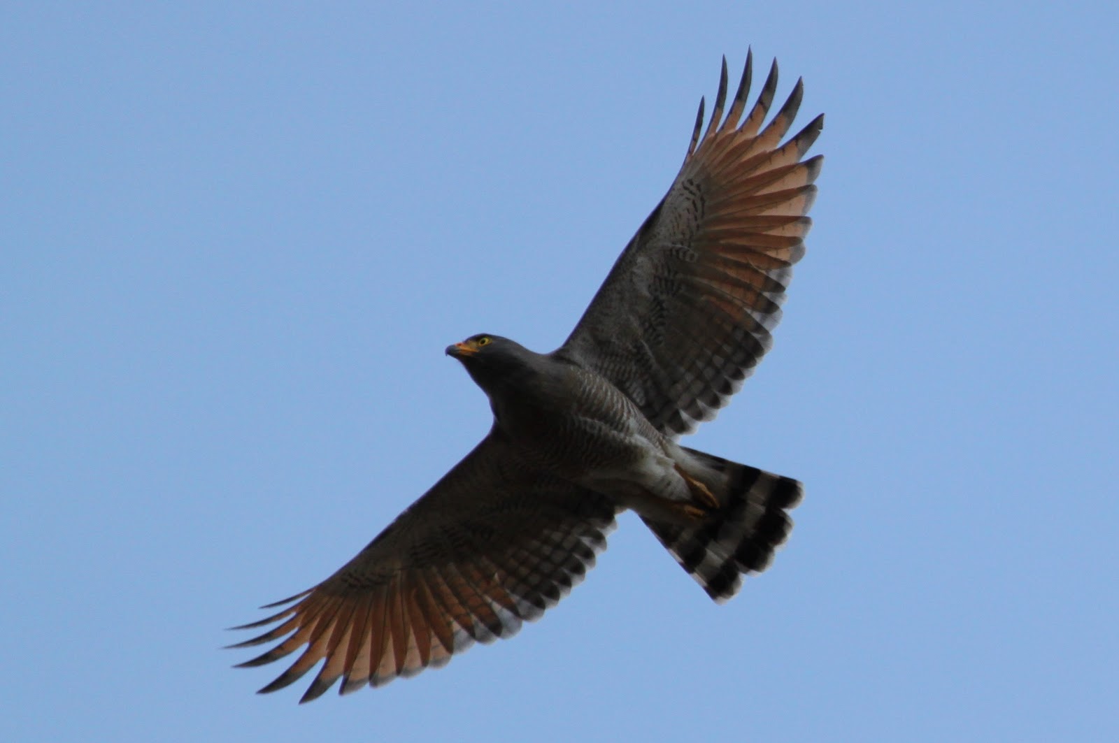 Nuestro bello mundo...: AVES RAPACES