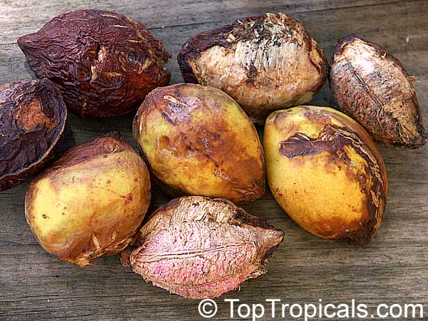 The Earth of India: All About Indian Almond