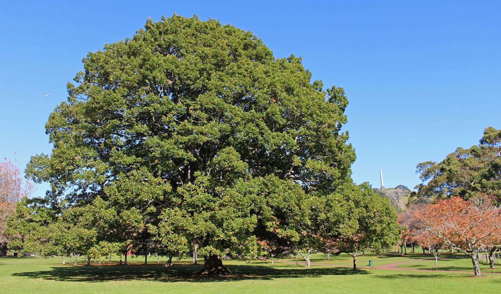sconzani: A celebration of trees: June: A few Auckland notables