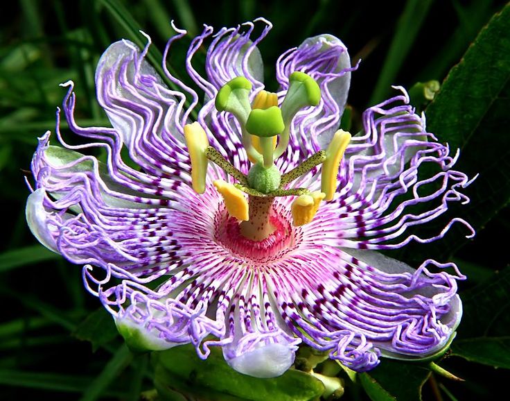 Wildewood Wonders: Passionflower varieties