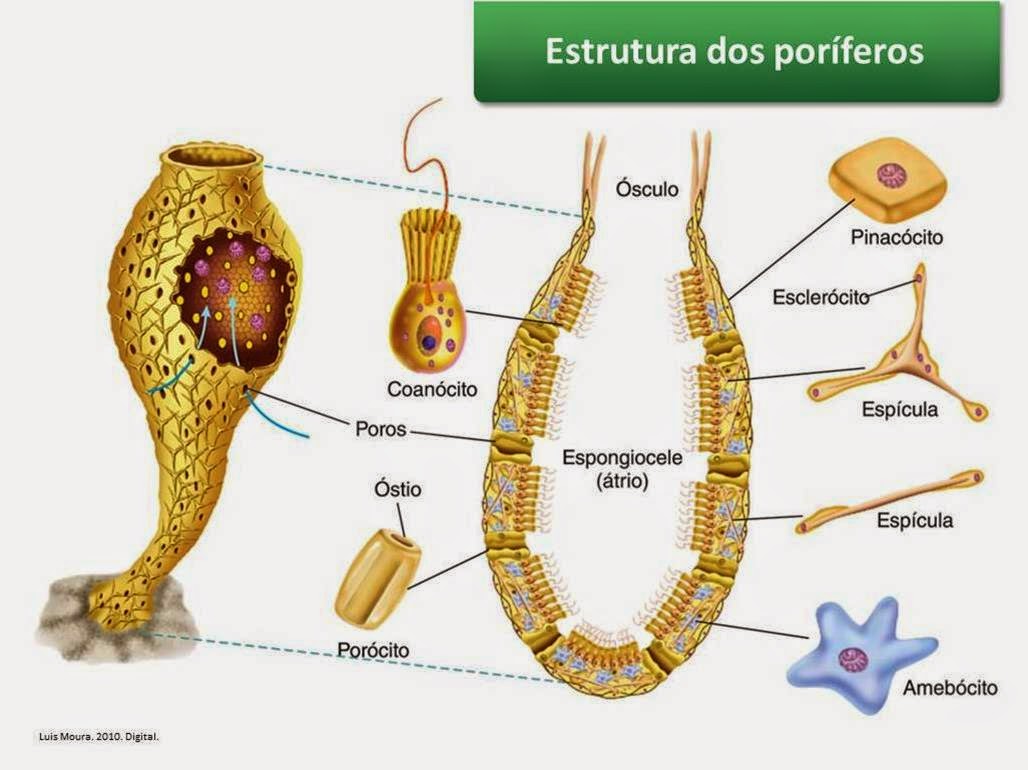 PORÍFEROS