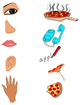 Happy To Help!: GIIS - Class 1 - Environmental Science - Sense Organs