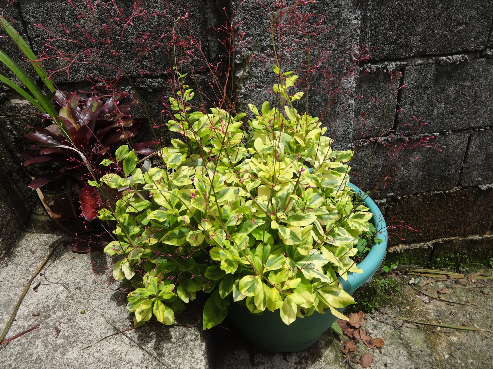 Herbs from Distant Lands: Talinum triangulare - Philippine Spinach ...