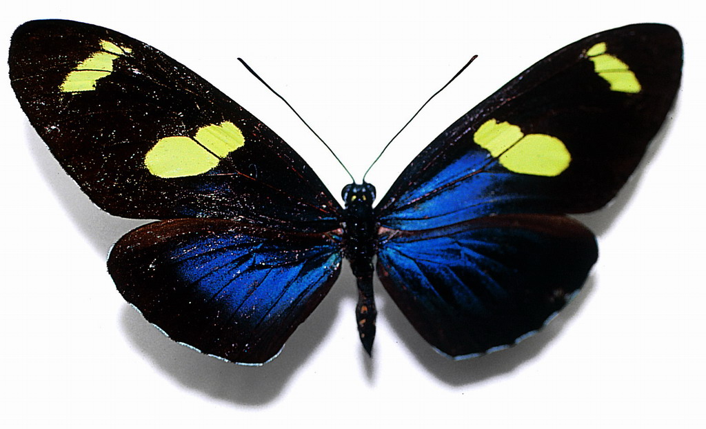 Tugas Sekolah Komplit: Butterfly