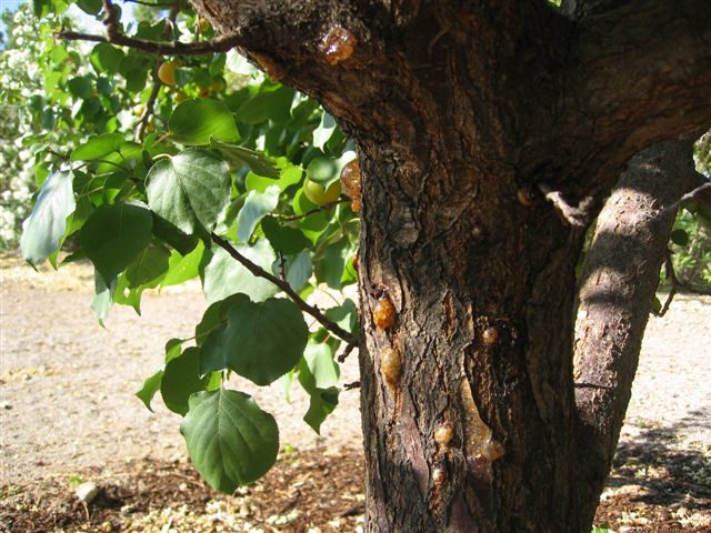 Xtremehorticulture of the Desert: Sap Can Ooze From the Trunk of Fruit ...