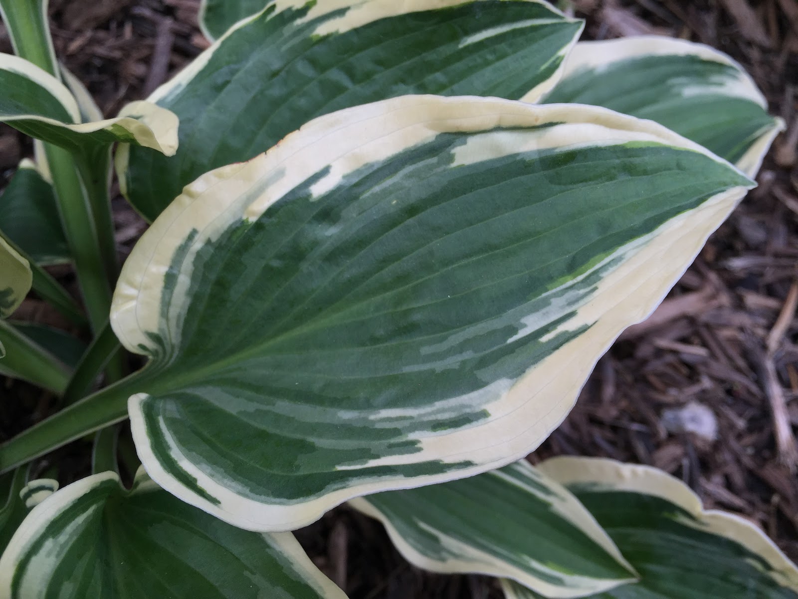 Backyard Neophyte Landscaping Blog: List of Plants in My Yard