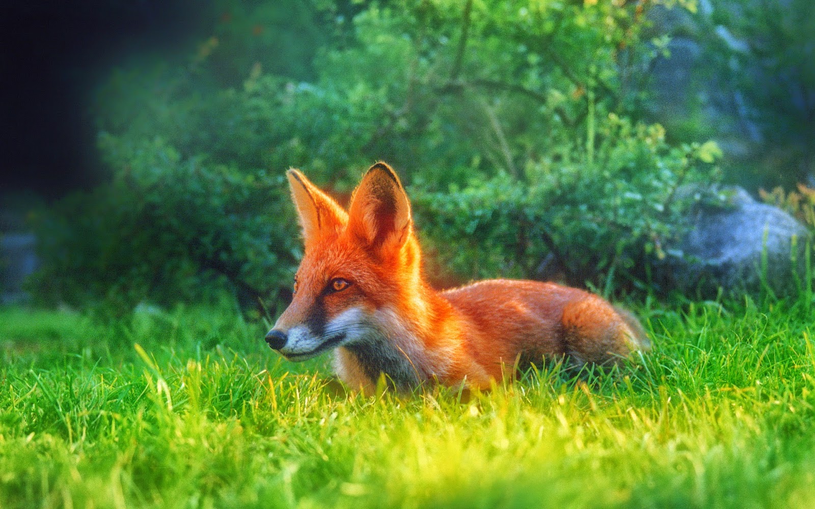 Fox - HD Wallpapers | Earth Blog