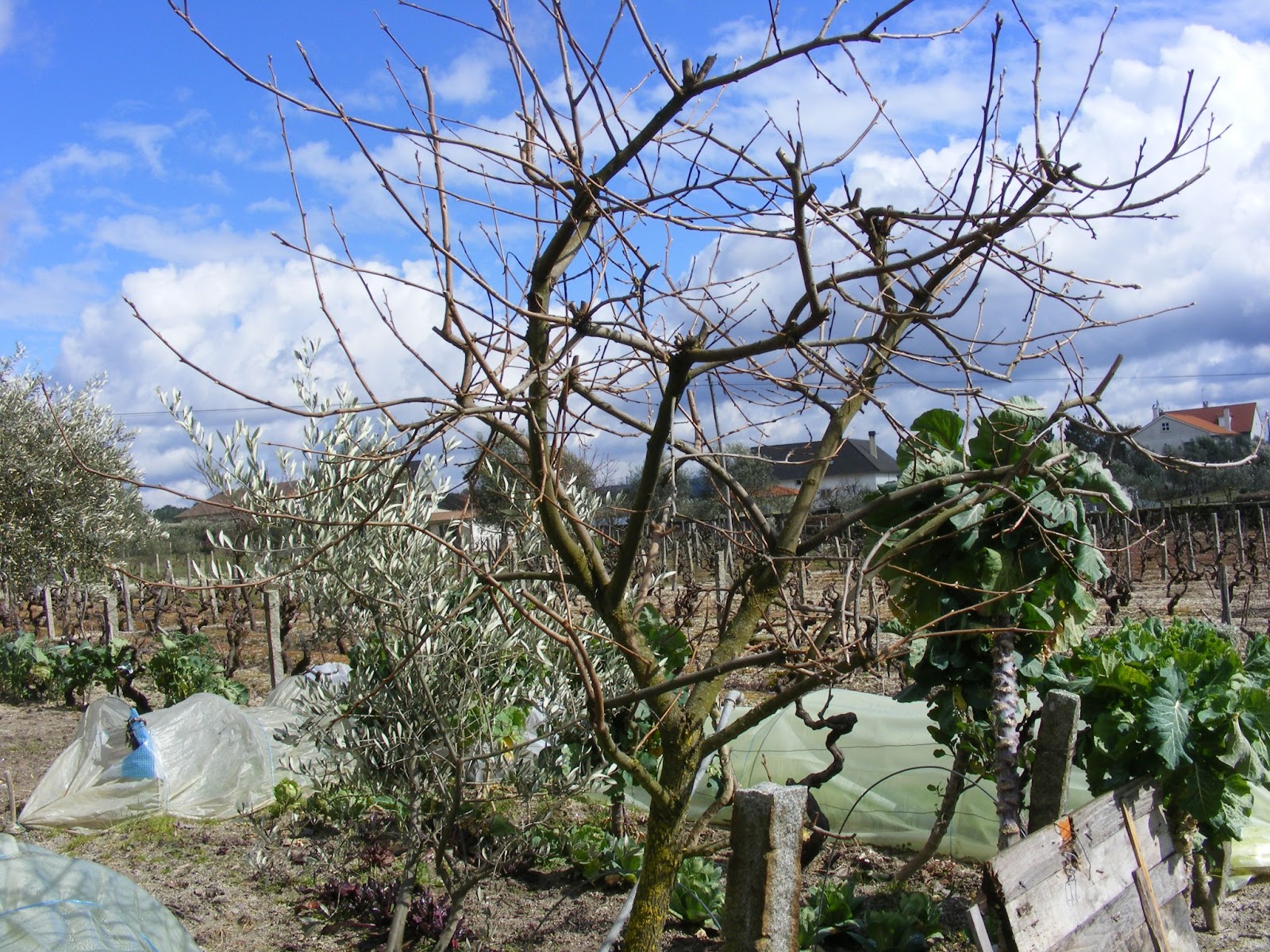 A Minha Pequena Horta: Diospiro, Diospireiro- Diospyros kaki