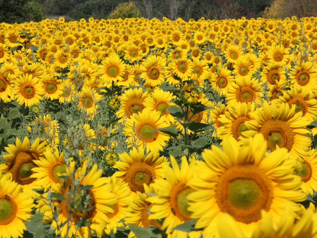 Amboise Daily Photo: Calendar Series Introduction - July Sunflowers