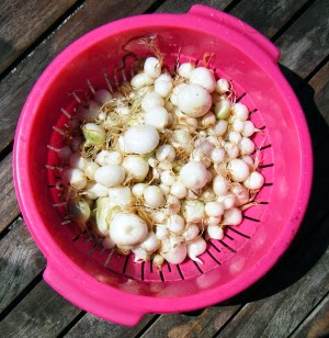 McTofu's: Amsterdamse uitjes inmaken