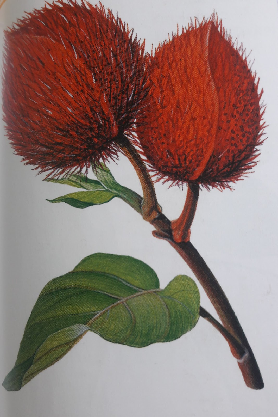 Achiote o Bixa orellana. Cuando descubra sus propiedades y paque se usa ...