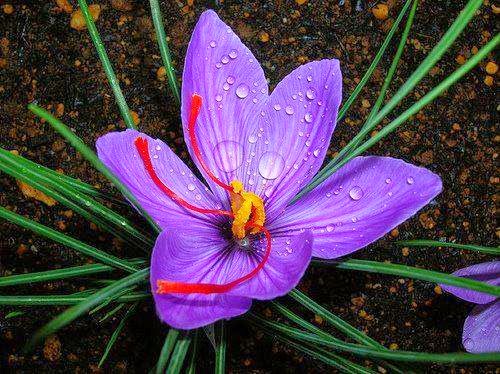 Cik Orkid Di Jendela: Bunga Safron