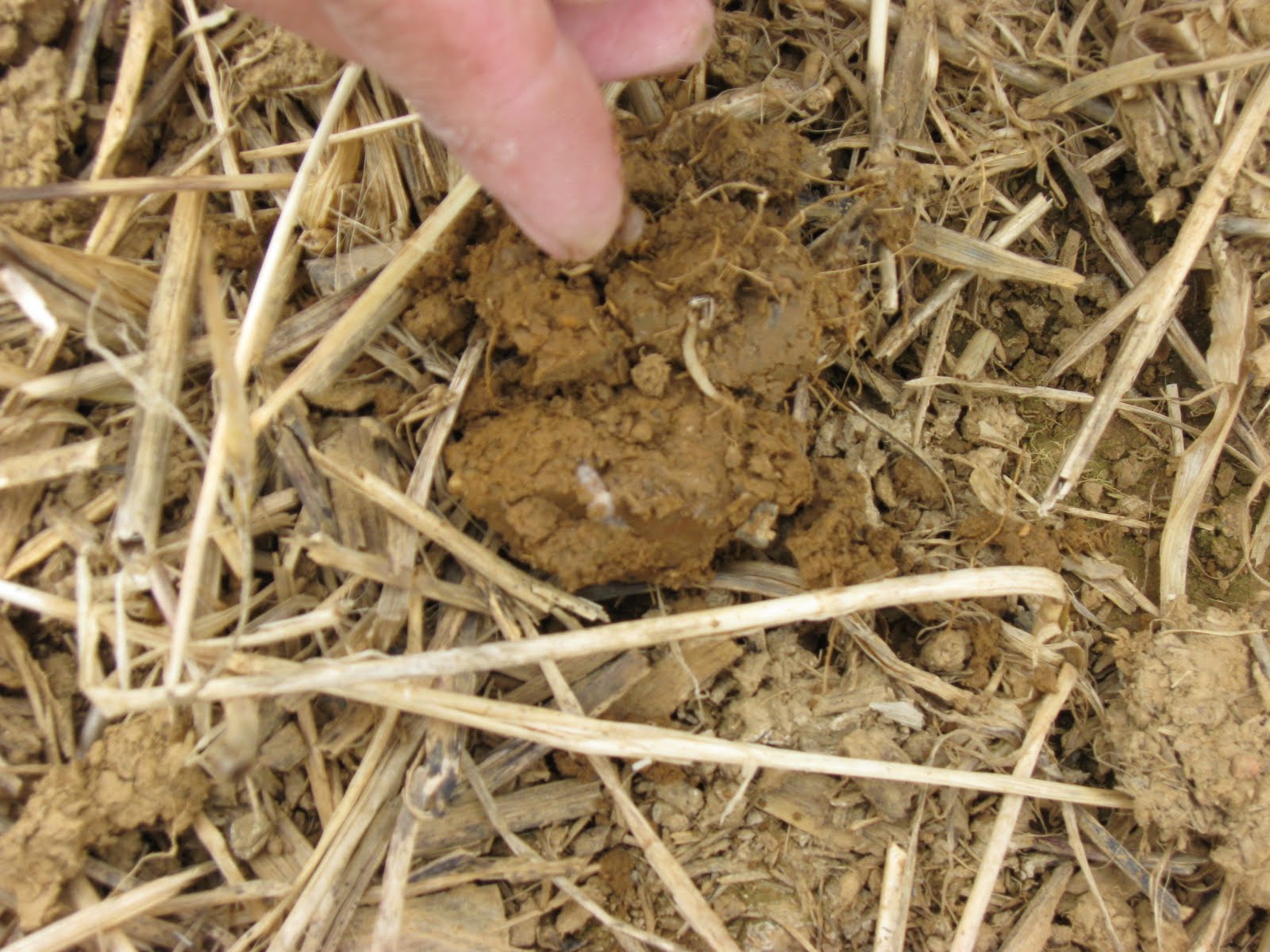 Slug Management and Options- – Lebanon Crop Management