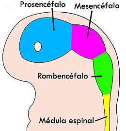 Embriologia y Desarrollo de la Médula Espinal