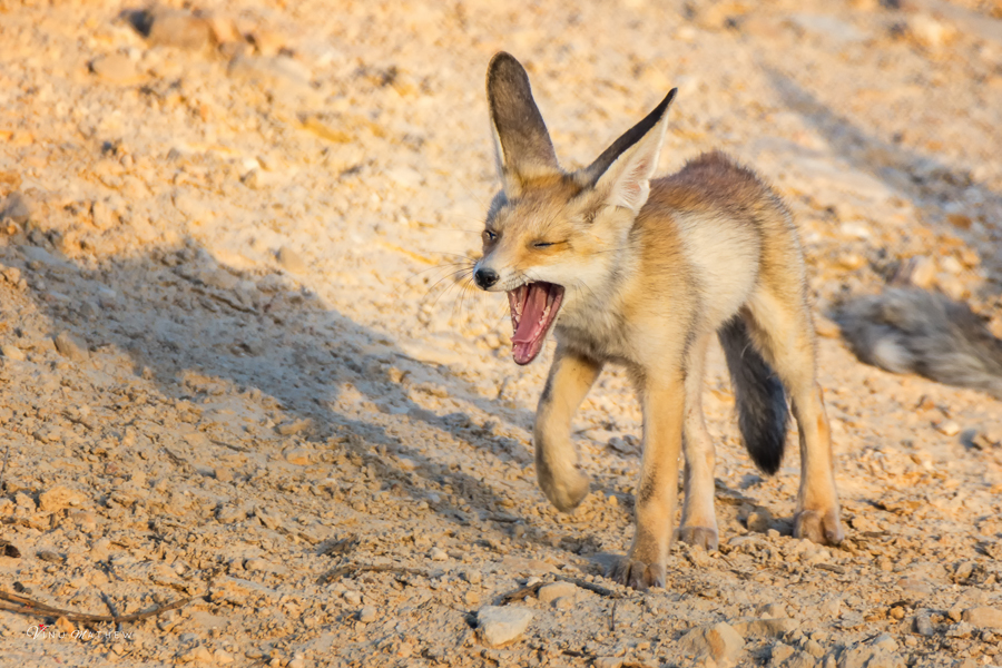 Birds of Saudi Arabia: Arabian Red fox with cubs in Dhahran – Record by ...