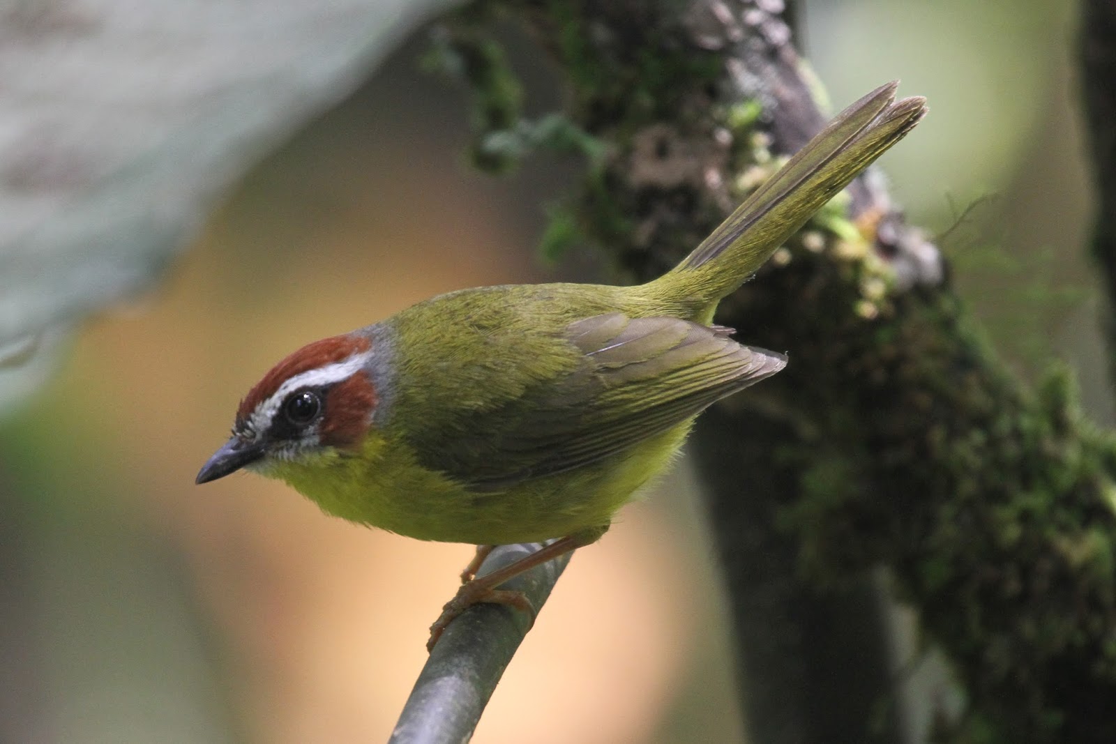 Natural Beauti of Rufous-capped Warbler Bird