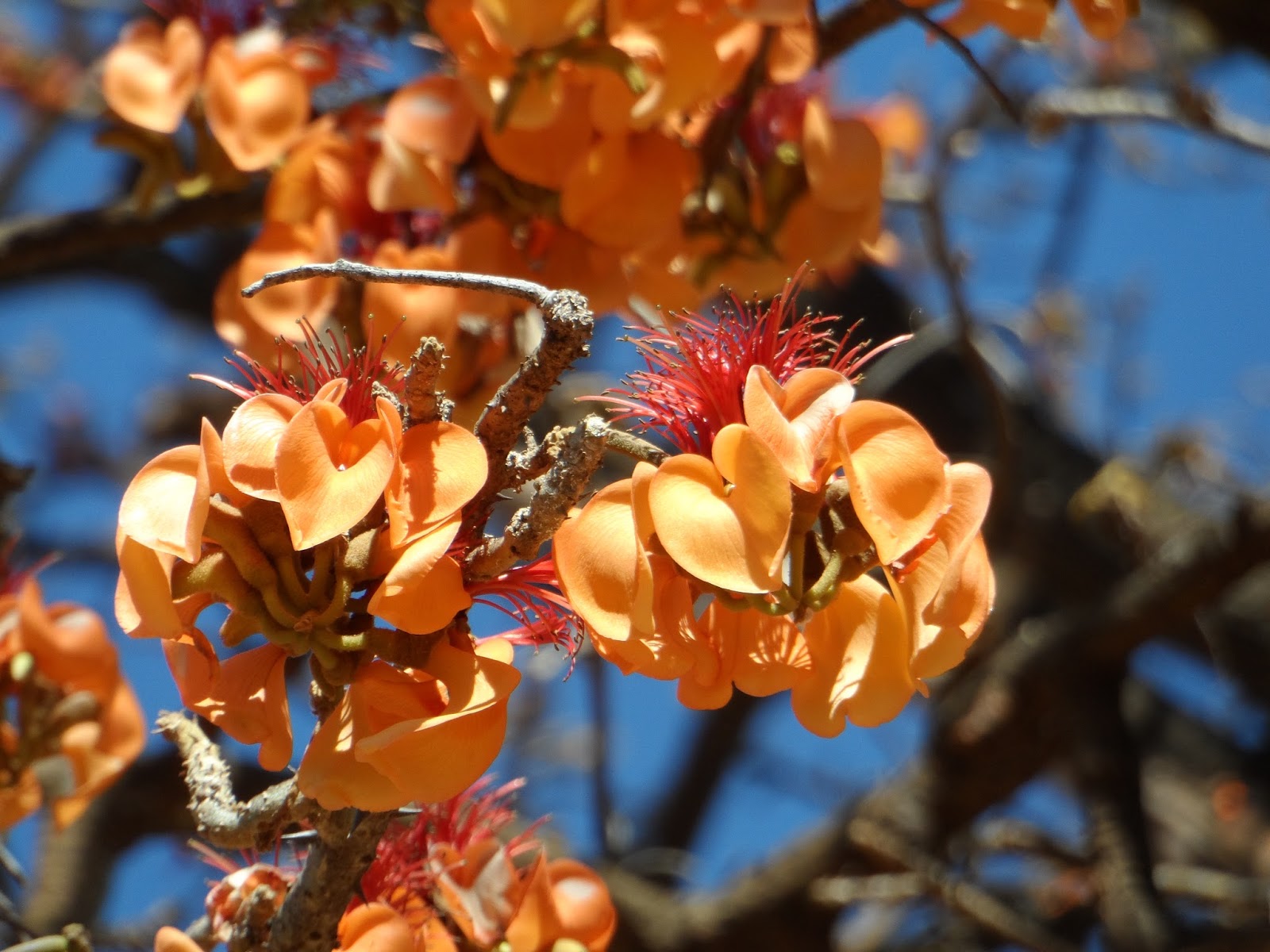 Mulungu-da-caatinga (Erythrina velutina Willd.) | A planta da vez