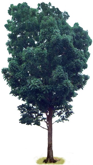 MOGNO VERDADEIRO E MOGNO BRASILEIRO - Klima Naturali™