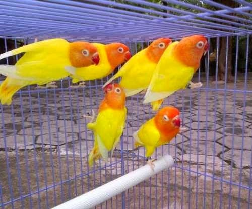 BnR Bird Farm: profil indukan burung lovebird