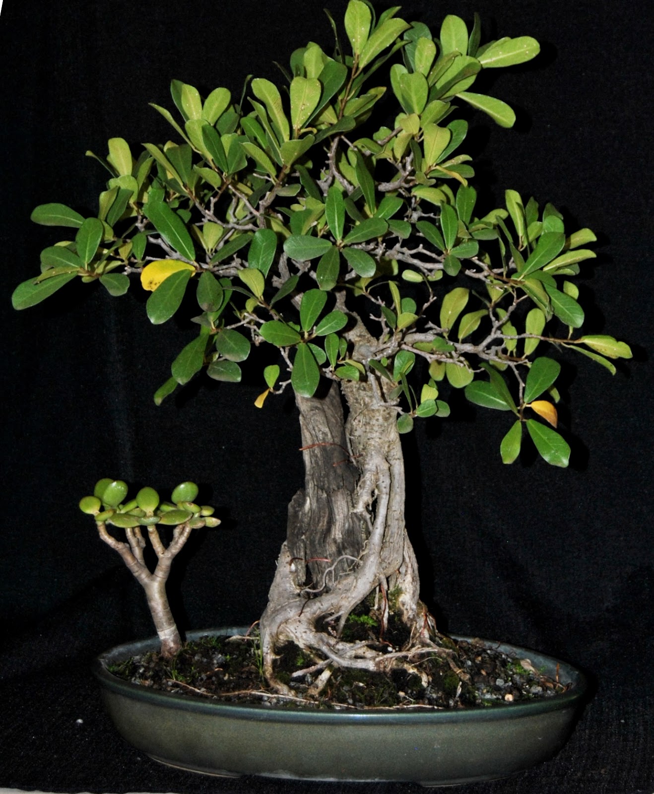 LENNARD'S BONSAI BEGINNINGS.: The strangler style by Mack Boshoff.
