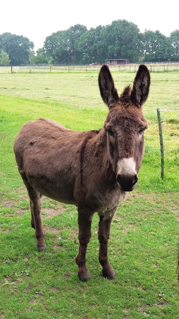 Annemieke Wandelt: 4 juni 2018 - klompenpad KopermolenPad