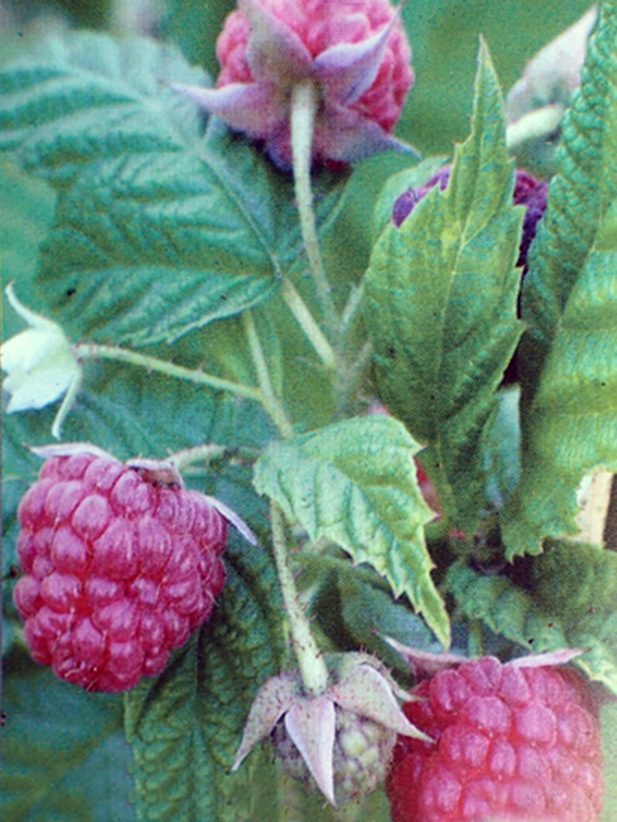 Sol och grönt: mars 2017