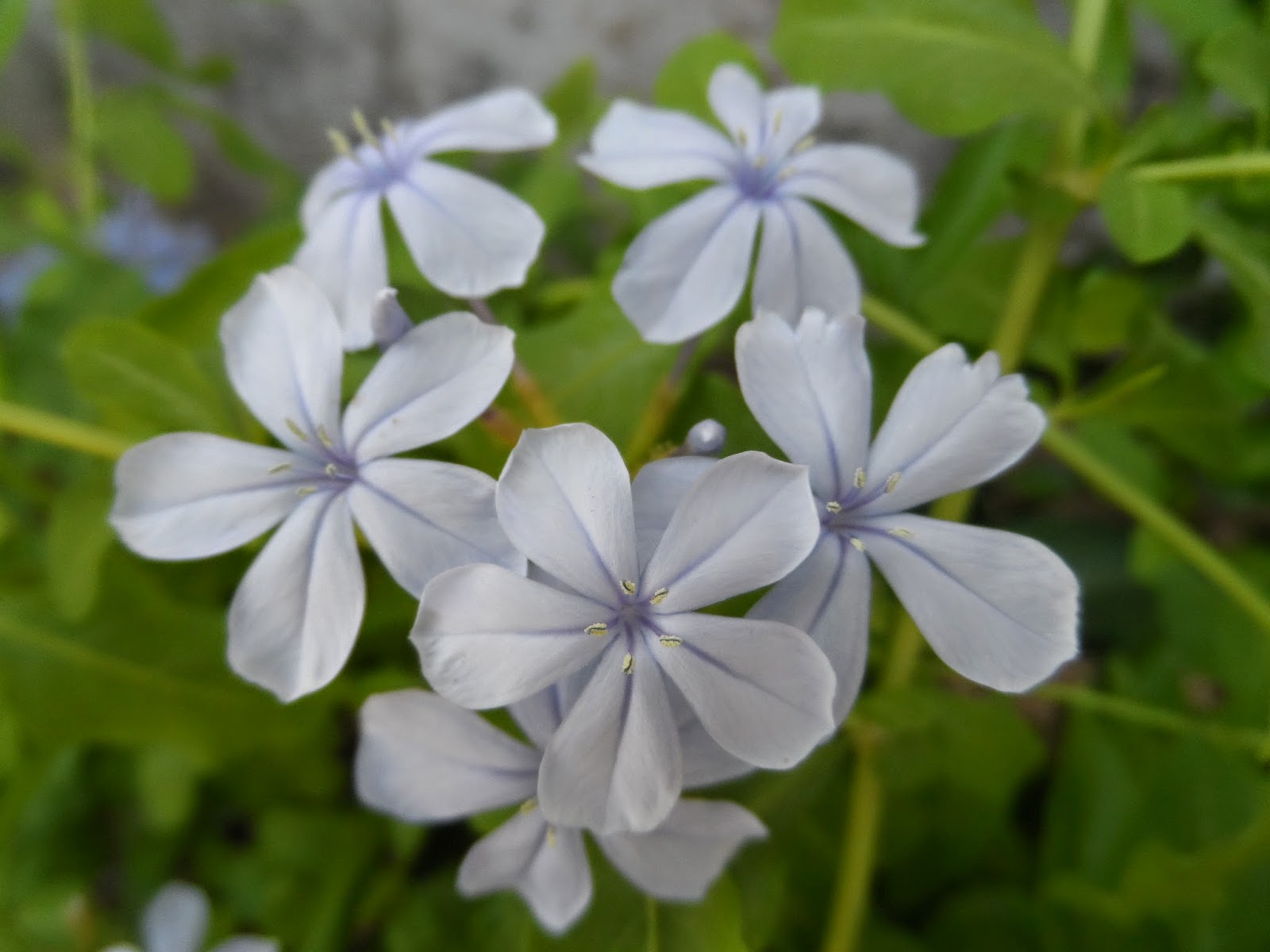 Jardinagem dia a dia: A FLOR TOLERANTE - BELA EMILIA