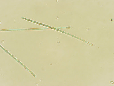 Two Years and Three Months of Cyanobacteria: Chapter VI-Appendix I ...