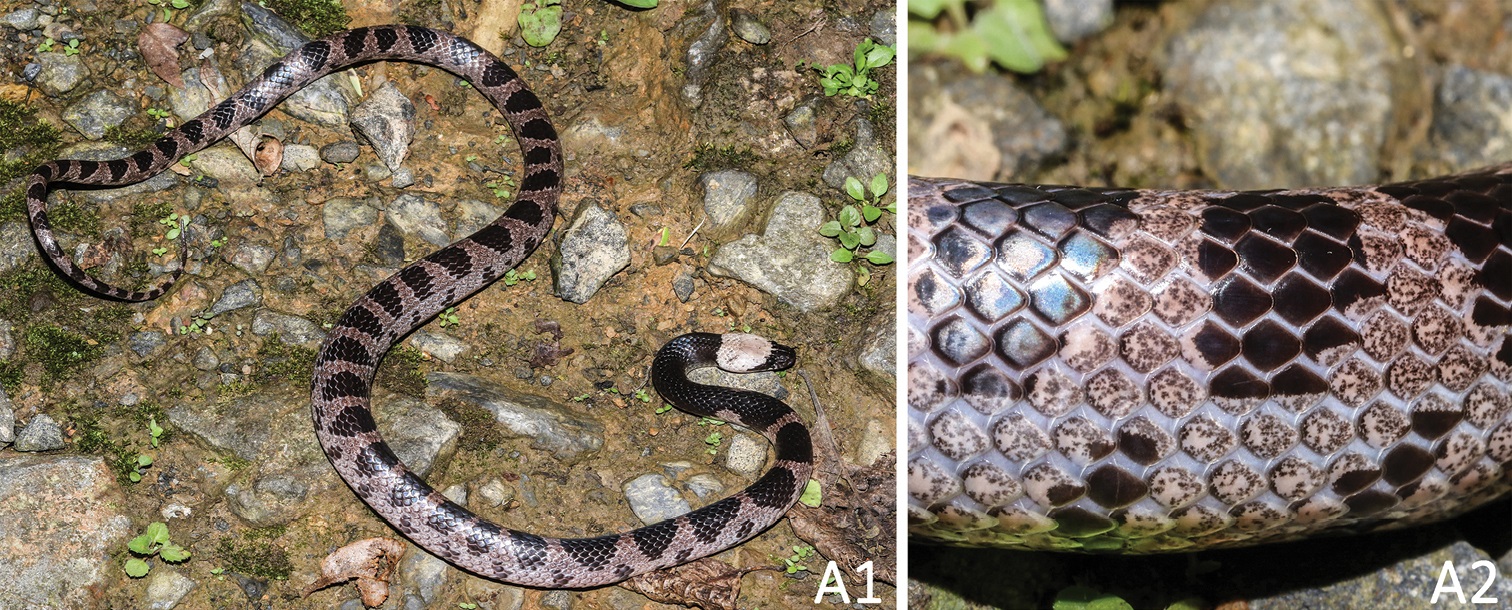 Species New to Science: [Herpetology • 2020] Lycodon cathaya • A New ...