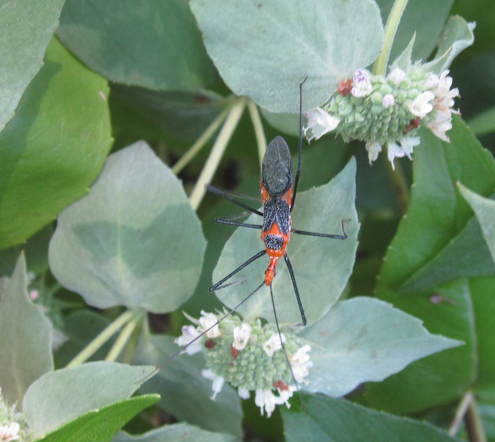 6 Generations: A Bug and its Shadow