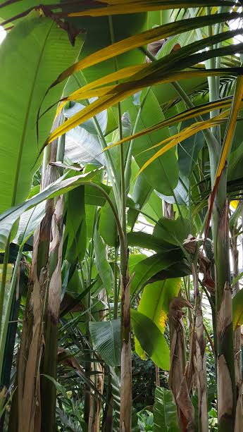 HOW TO GROW MUSA BASJOO |The Garden of Eaden