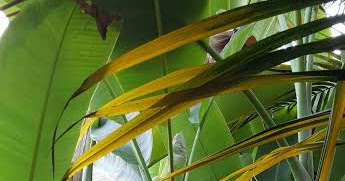 HOW TO GROW MUSA BASJOO |The Garden of Eaden