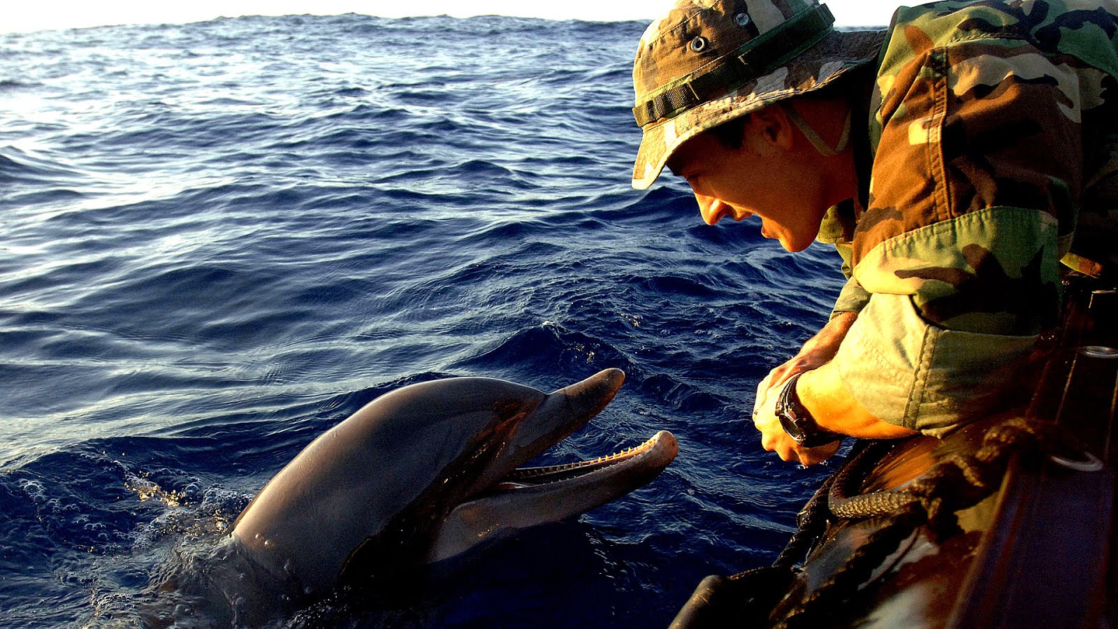 Are Bottlenose Dolphins Endangered - Danger Choices