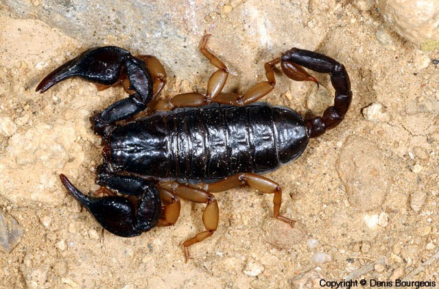Le monde des scorpions : les scorpions