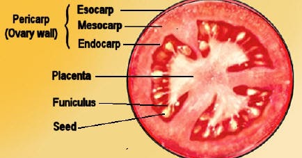 STRUKTUR ANATOMI BUAH DAN FUNGSINYA | Cafe Pendidikan