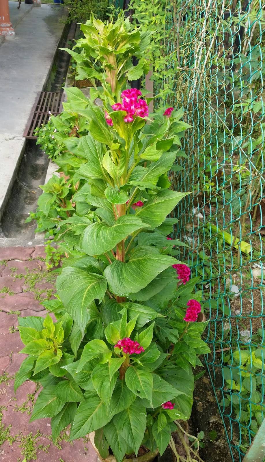 Warisan Petani: Pokok Bunga Balung Ayam