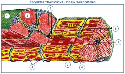 FISIOLOGIA GERAL: Aparelho Locomotor: Fisiologia Muscular. Parte I.