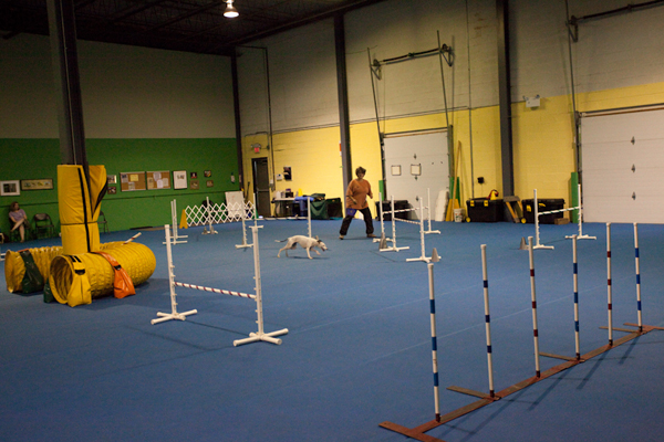 A Dog's Life: UNDERSTANDING BASIC AGILITY VOCABULARY