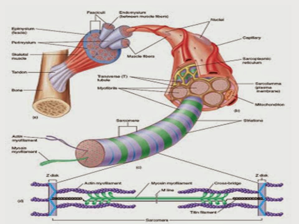 Populer Struktur Otot Rangka, Hewan Invertebrata