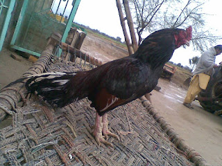 Best Amroha Aseel Pictures | Raja Asil